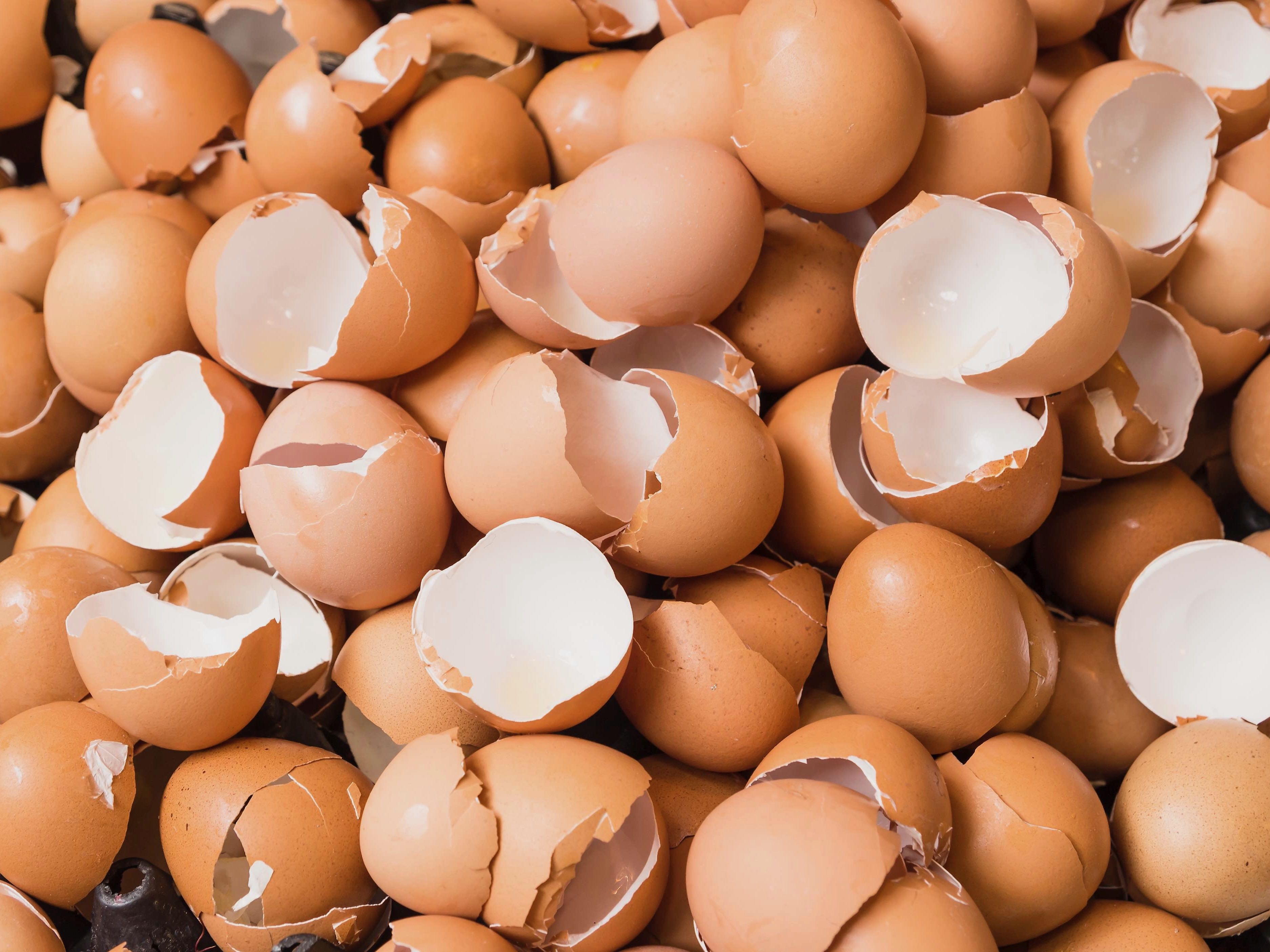 Circul’Egg poche un deuxième tour | CFNEWS