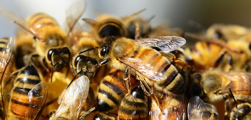 Icko pollinise son premier LBO | CFNEWS